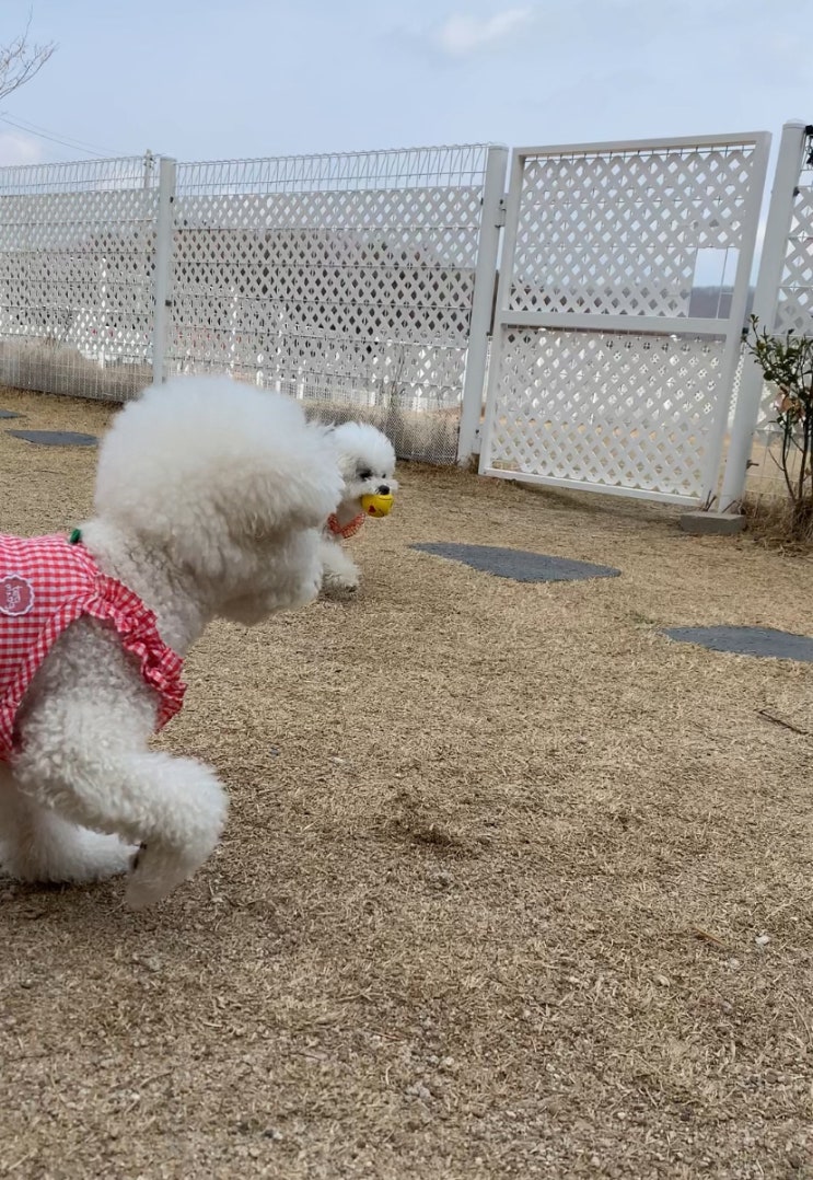 강아지한테 물렸을때 병원 개물림사고 대처방법 네이버 블로그
