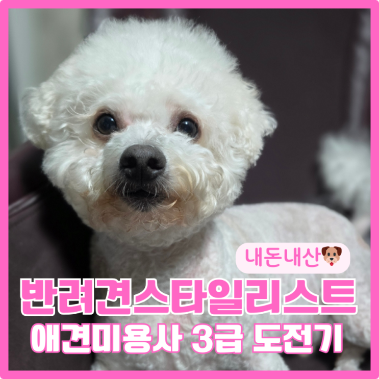애견미용학원에 강아지 미용 맡기기 비숑프리제 네이버 블로그
