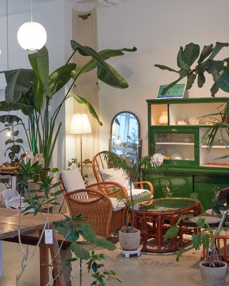 나주 혁신도시 대형카페 '러스틱' 식물 많은 애견 동반 카페 : 네이버 블로그