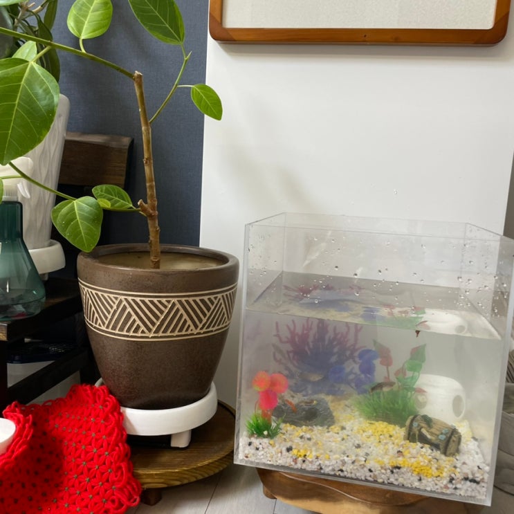 아크릴어항 kmmmm 국산 투명 큐브 어항 : 네이버 블로그