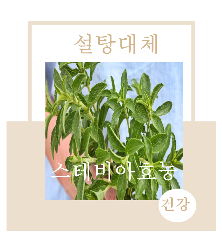 설탕대체 스테비아 효능 믿을만한가 네이버 블로그