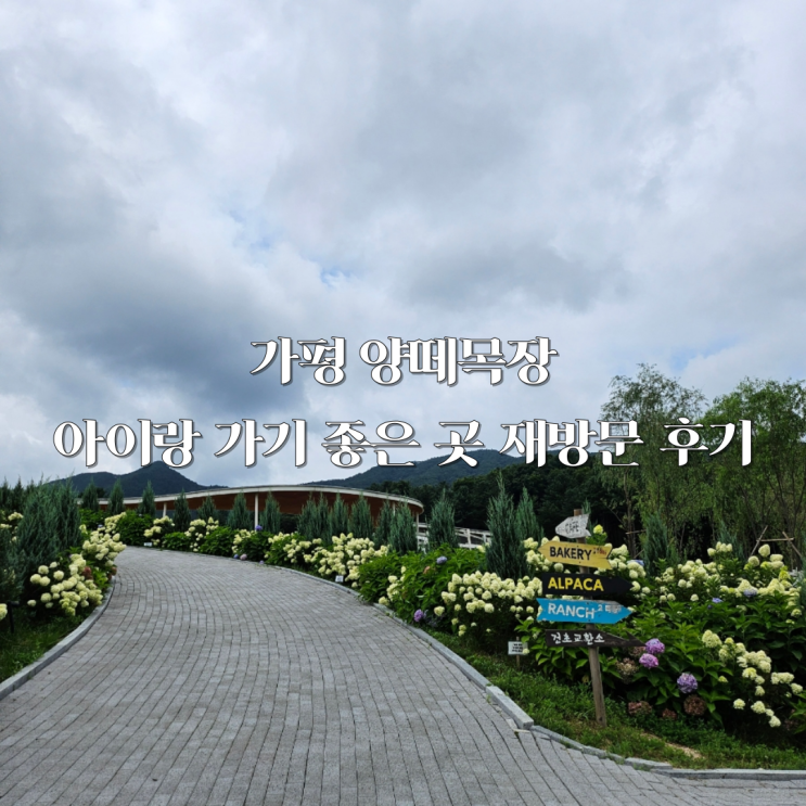 가평양떼목장 아이랑 가서 체험하고 놀기 좋은 곳 내돈내산 재방문 후기 네이버 블로그