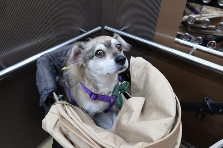 월요일 출근인데 강아지와 밤 마실 가야할때 : 네이버 블로그