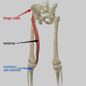 The Sartorius muscle : 네이버 블로그