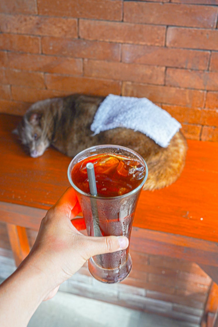 발리 우붓 카페 Warung Buana coffee and cocktail 사향고양이 커피 : 네이버 블로그