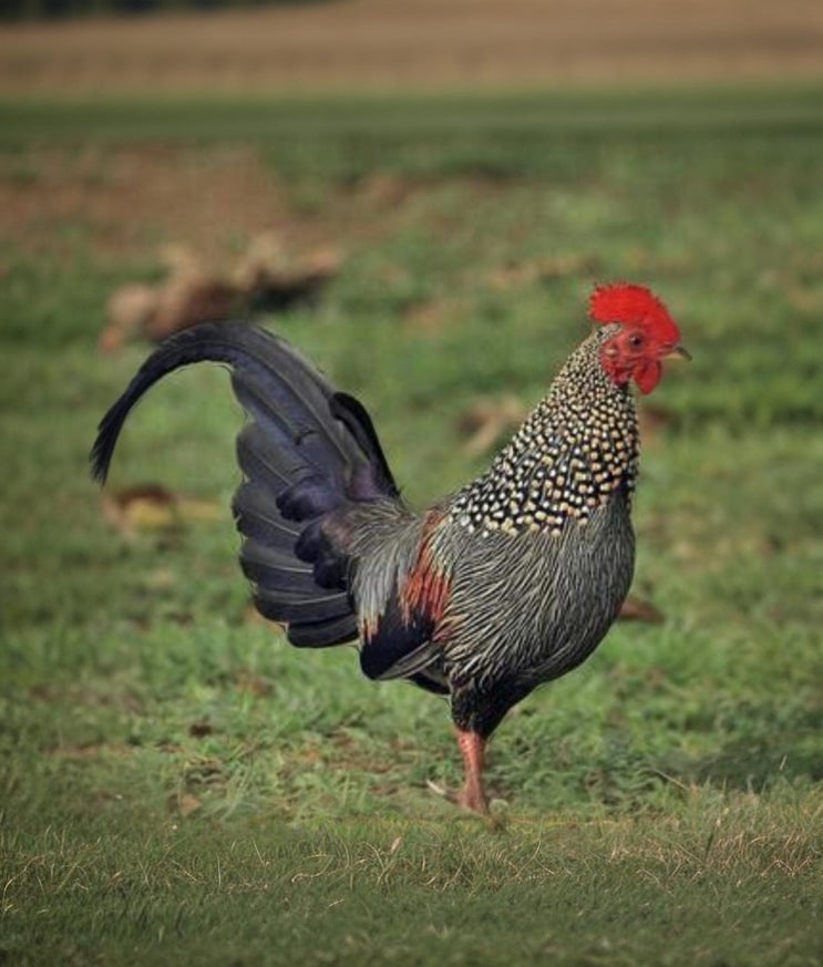 야생닭(Feral chicken) : 네이버 블로그