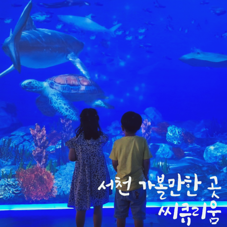 서천 아이랑 가볼만한 곳 씨큐리움 가족 나들이로 딱 네이버 블로그