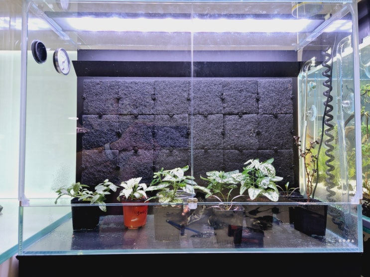 ADA DOOA SYSTEMPALUDA 60 간단 사용 후기 : 네이버 블로그