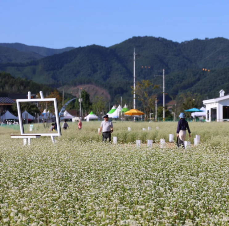 평창효석문화제 봉평 메밀꽃축제 기본정보 효석문화마을 메밀밭 가볼만한곳 네이버 블로그