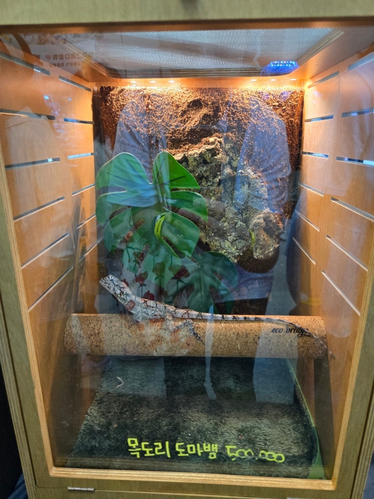 부산 파충류행사 벡스코 렙타일페어 방문후기 : 네이버 블로그