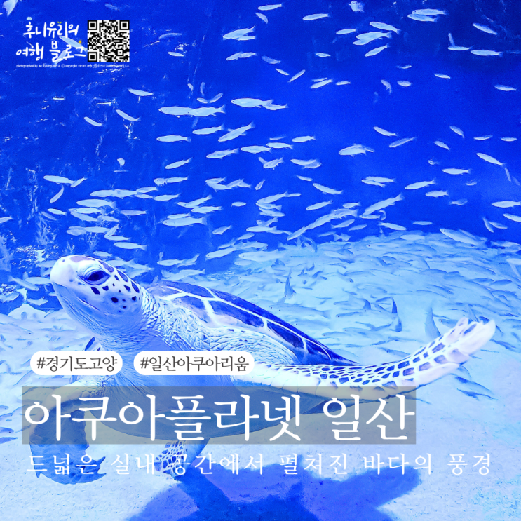 일산 실내 가볼만한곳 아이랑 가기 좋은 아쿠아플라넷 일산 주차 네이버 블로그