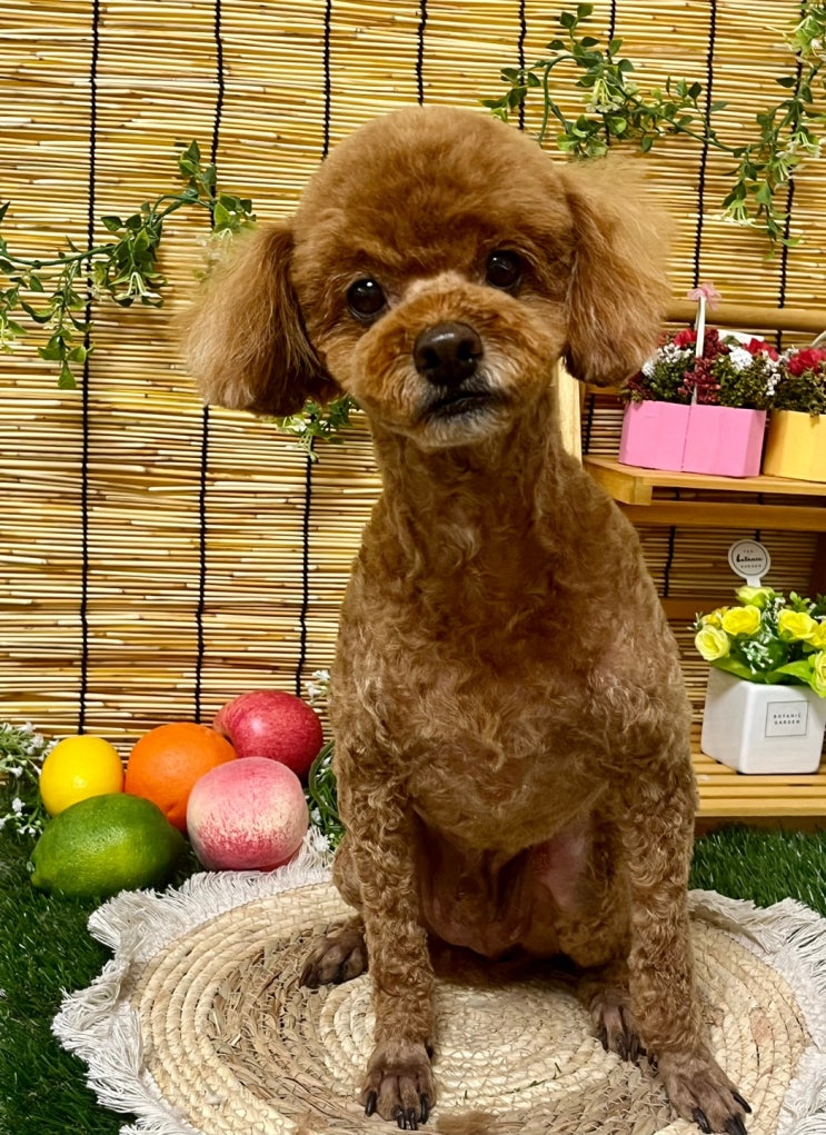 이쁘개귀엽개 광주 푸들 애견미용 잘하는곳 푸들 곰돌이컷 서구 화정동 애견미용 잘하는곳 염주동 애견미용 광주