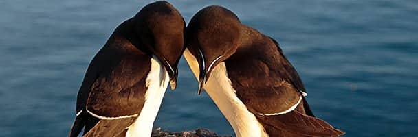 [가 보고 싶은 곳] 아이슬란드 레이저빌 Razorbill pair in Bolungarvík, Iceland - feat ...