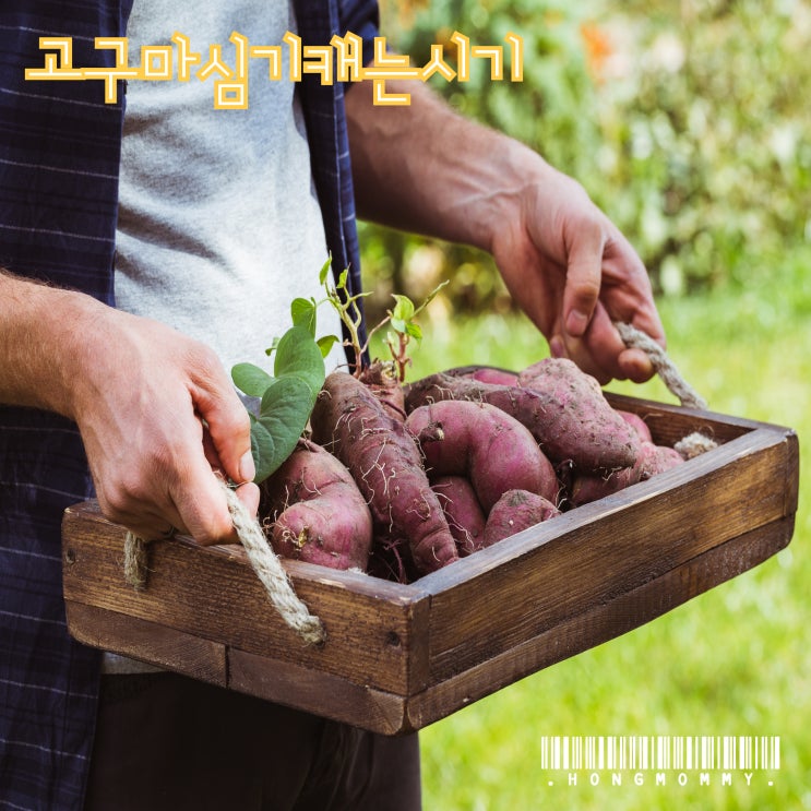 고구마 심는 시기 심기 캐는 시기 수확시기 재배 총정리 네이버 블로그