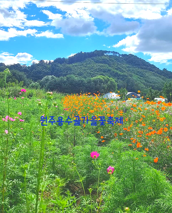 원주 용수골 가을꽃 축제 기본정보 강원도 가볼만한곳 당일치기 관광지 여행 볼거리 갈만한곳 네이버 블로그