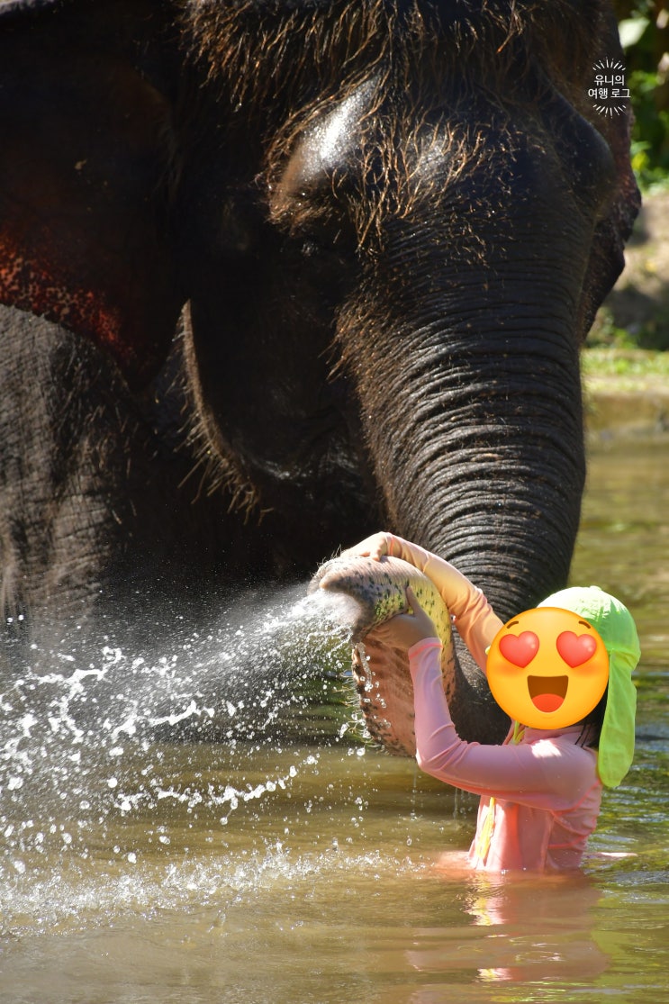 발리주(Bali Zoo) 코끼리 머드 체험 후기 : 네이버 블로그