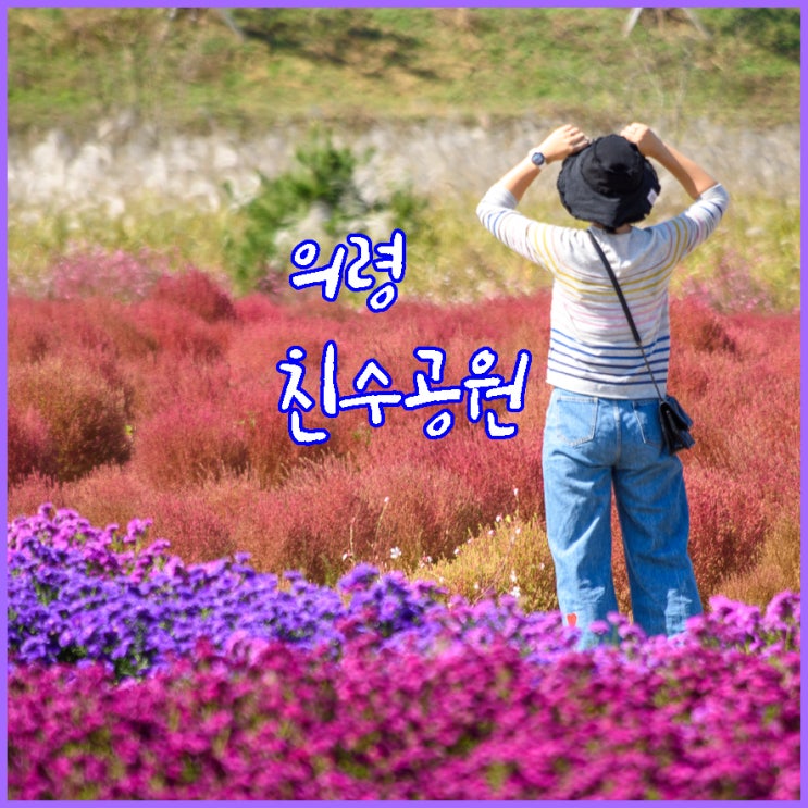 경남 추석 가볼만한곳 의령 친수공원 댑싸리 핑크뮬리 가을꽃축제 개화상황 네이버 블로그