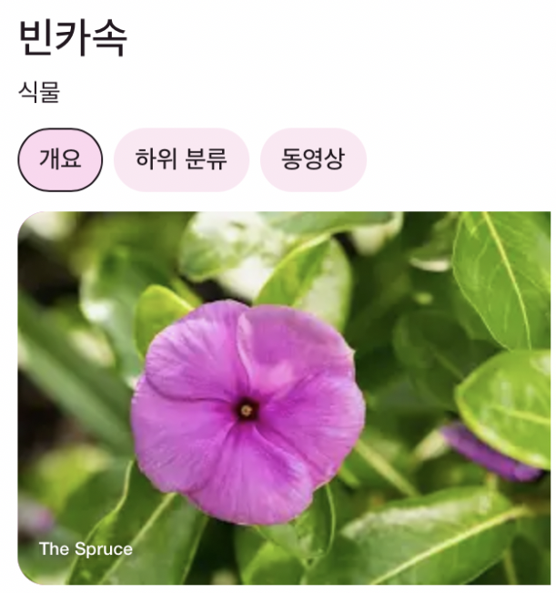 혈관 시술 시 빈카 (vinca needle) - Angiocath : 네이버 블로그