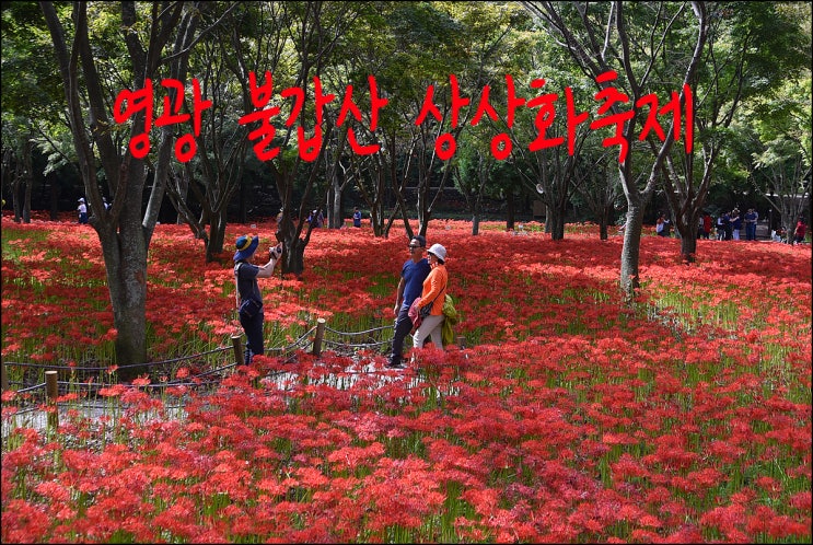 영광 불갑산 상사화축제 불갑사 상사화 꽃무릇 석산 만개 시기 영광여행하고 가세요 네이버 블로그