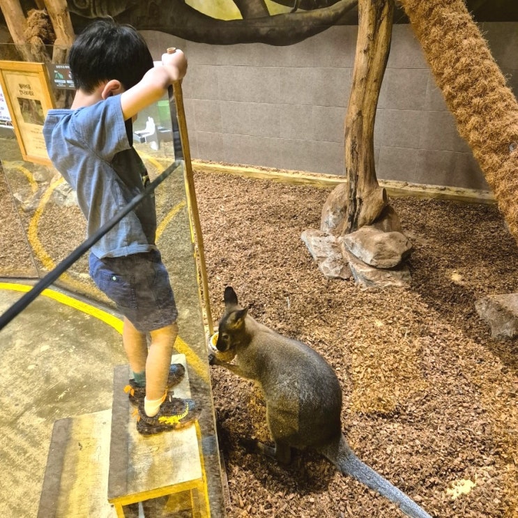 경주 주렁주렁 실내 동물원 아이와 먹이주기 체험 할인 주차 : 네이버 블로그