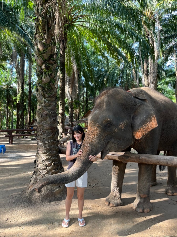 [끄라비 여행]태국 끄라비 코끼리 보호소 후기 : 네이버 블로그
