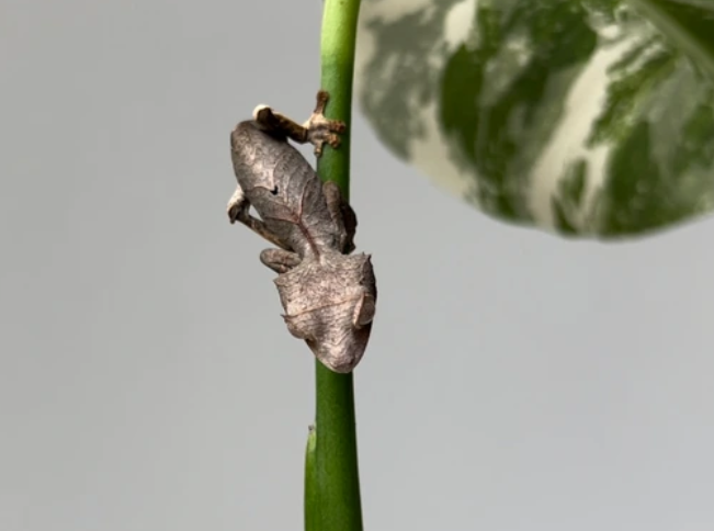 코쿤 도마뱀 에베나우이 가격 키우기 : 네이버 블로그