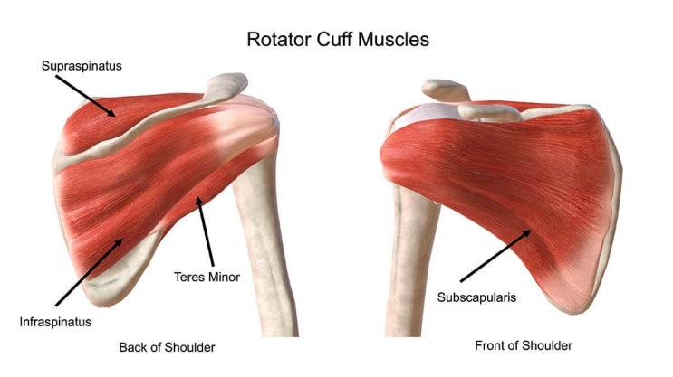 어깨 외상 traumatic conditions : 돌림근띠파열 (회전근개파열, rupture of rotator cuff ...