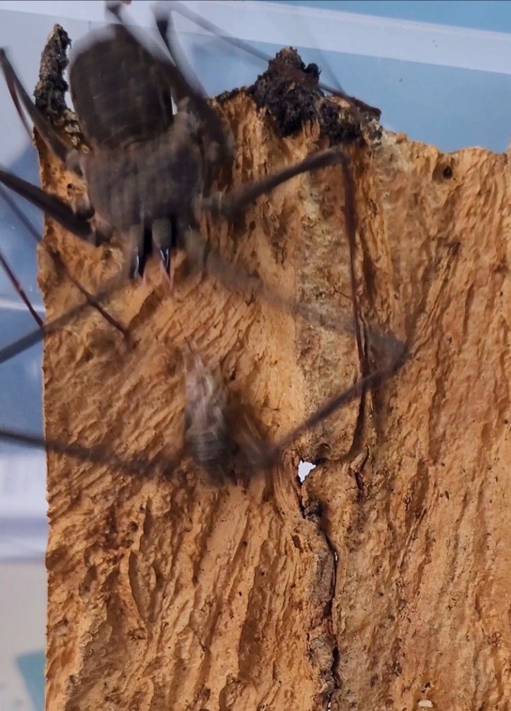 테일리스 휩 스콜피온 사냥 포착 (Phrynichus orientalis) : 네이버 블로그