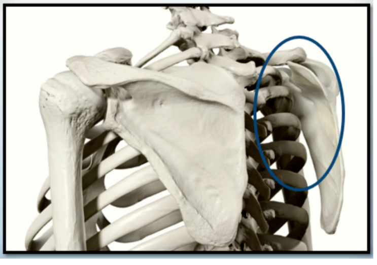 Scapulothoracic (ST) Joint : 네이버 블로그