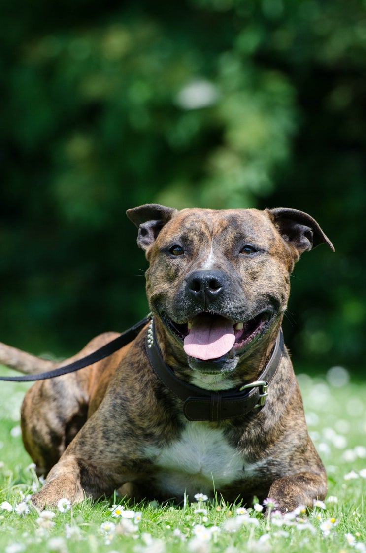 핏불 테리어 [America Pit Bull Terrier] 특징, 역사, 훈련 방법, 그리고 오해 : 네이버 블로그