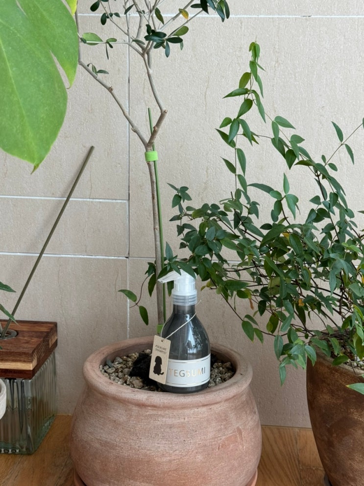 강아지 샴푸,실크팩 추천 •내돈내산• (테구스미) : 네이버 블로그