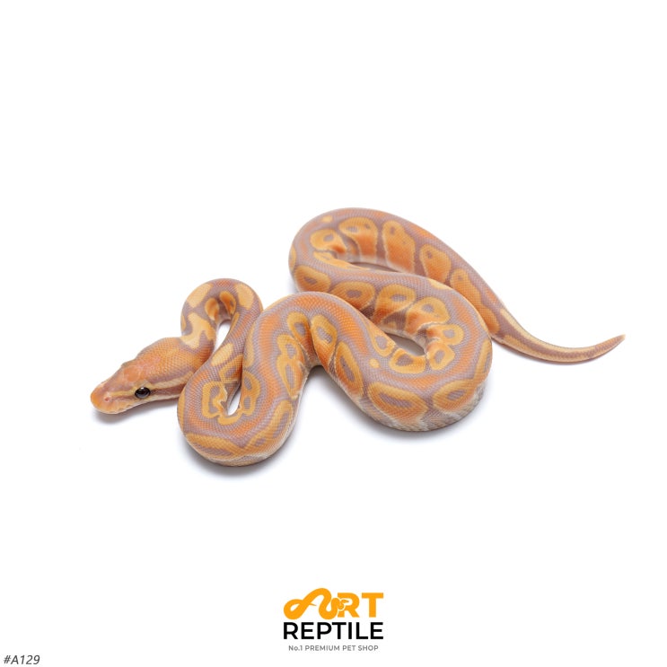 [모프도감]Banana HRA YB Het Tri-stripe(바나나 헷 레드 아잔틱 옐로우벨리 헷 트라이스트라이프) : 네이버 블로그