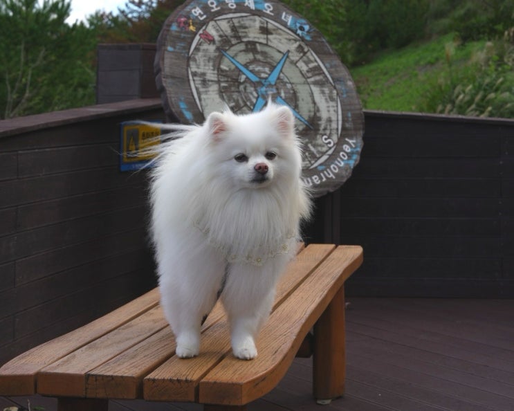 [경북/포항]애견동반여행 연오랑세오녀테마공원,장길리복합낚시공원,보릿돌교 포항가볼만한곳 : 네이버 블로그