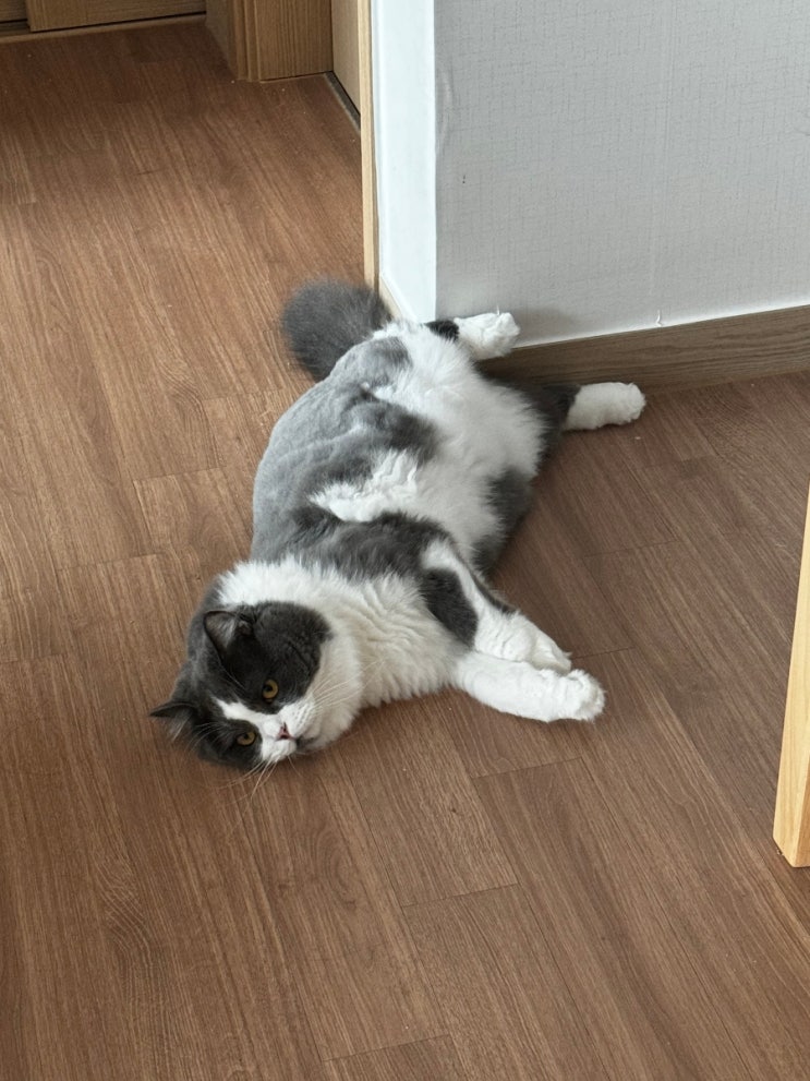 귀여운 고양이 사진 모음 네이버 블로그