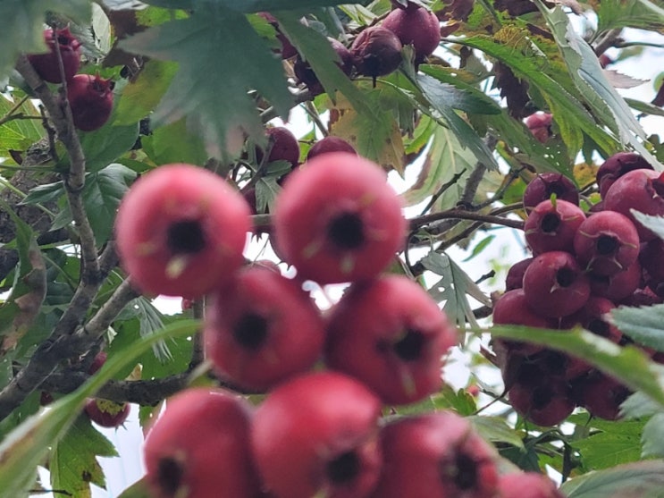 산사나무 열매 ~산사 ~산사자 ~아가위나무 : 네이버 블로그