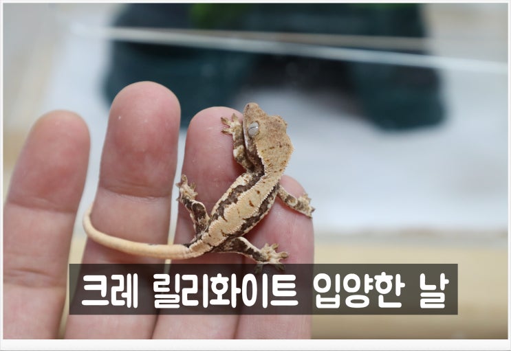 크레스티드게코도마뱀 키우기 릴리화이트 입양한 날 네이버 블로그