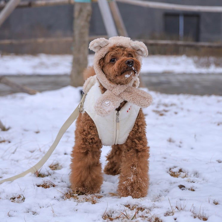 강아지 조끼 리토가토 집업 겨울 방한모자로 산책 걱정 NO : 네이버 블로그