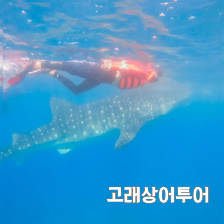 보홀 고래상어 투어 호핑업체선정과 6세 아이와 호핑투어 팁 네이버 블로그