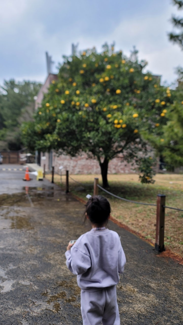 제주1일차 12/25 - 우연한동, 빛의벙커, 돈사돈 : 네이버 블로그