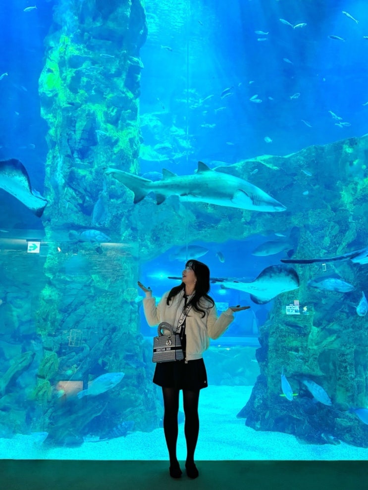 국내 데이트코스추천 ️ 잠실 롯데월드 아쿠아리움🐠 후기포토존 주차팁 근처 맛집 브럭시 네이버 블로그