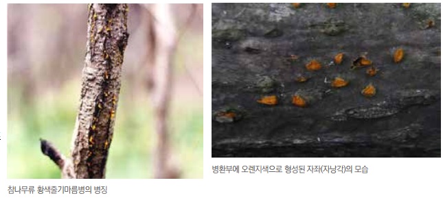 [ 병해충동정 ] 참나무류 황색줄기마름병(Endothia canker) 생태특성 : 네이버 블로그