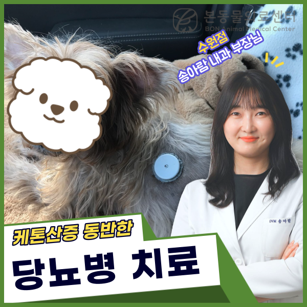 강아지 당뇨 합병증케톤산증 치료 케이스 연속혈당기 인슐린 사용 네이버 블로그