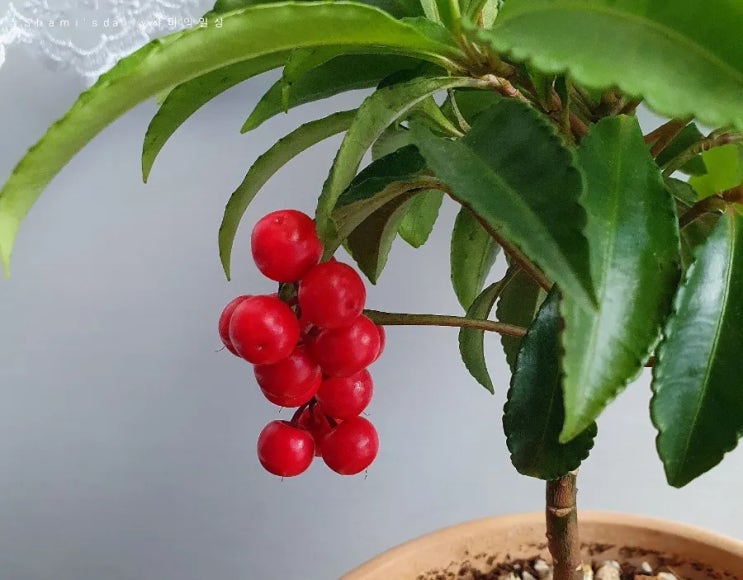 백량금 키우기 : 네이버 블로그