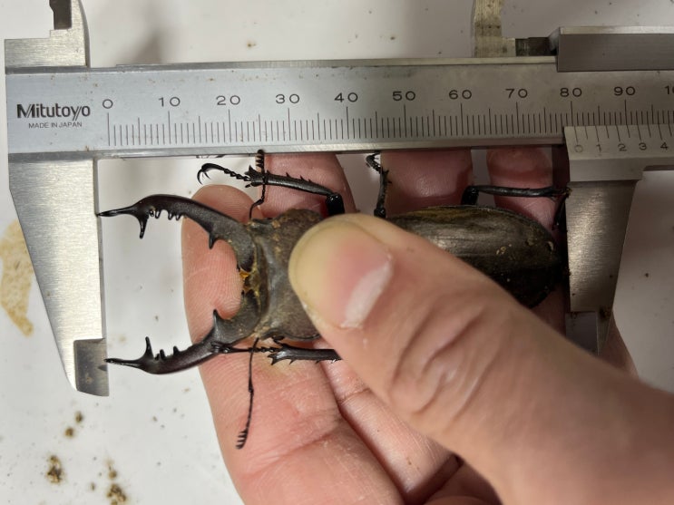 Lucanus dybowski dybowski 재측정 : 네이버 블로그