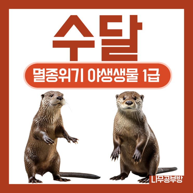 11 수달 [멸종위기 야생생물 1급] 영상有 네이버 블로그