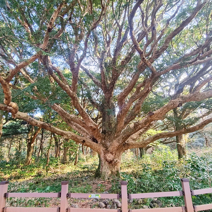 제주 비자림 비자나무 숲 딱따구리 1월 제주도 여행 네이버 블로그