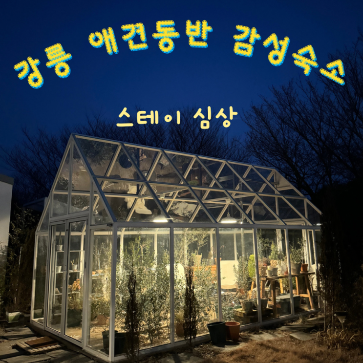 강릉 애견동반 감성 숙소 스테이 심상 후기 네이버 블로그