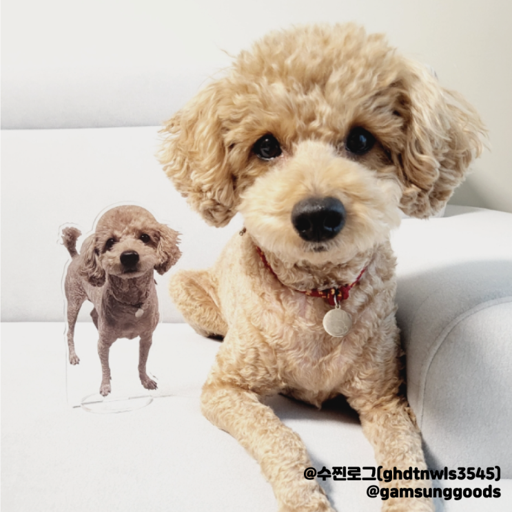 반려동물 굿즈의 대명사! 아크릴 등신대 대량제작 전문 감성굿즈! : 네이버 블로그