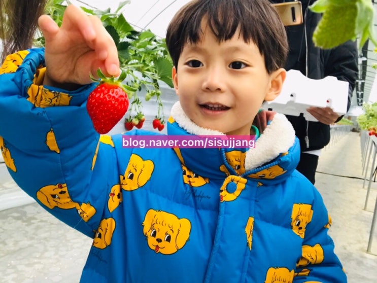[대전 아이랑] 할아버지 딸기농장 대전에서 하는 딸기체험 1팀씩만 운영 네이버 블로그