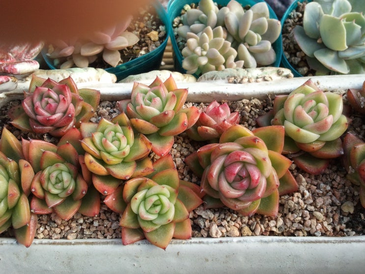 다육식물 종류 : 네이버 블로그